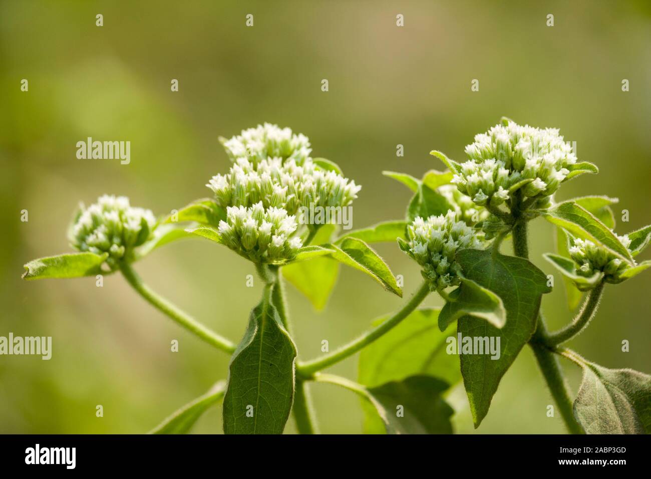 Common milkweed flowers hi-res stock photography and images - Alamy