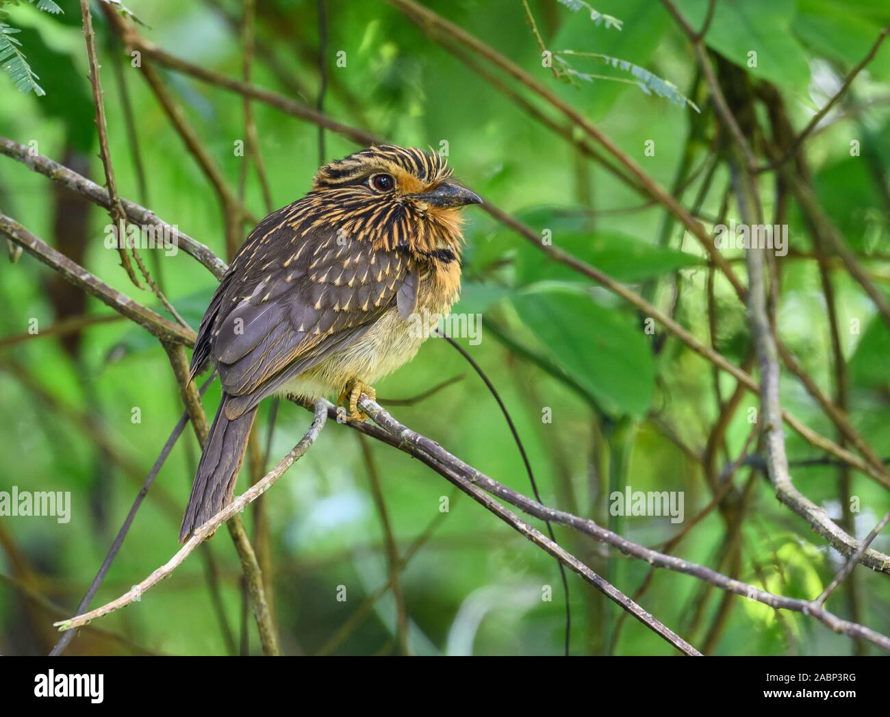 A Crescent-chested Puffbird (Malacoptila striata) perched on a branch ...