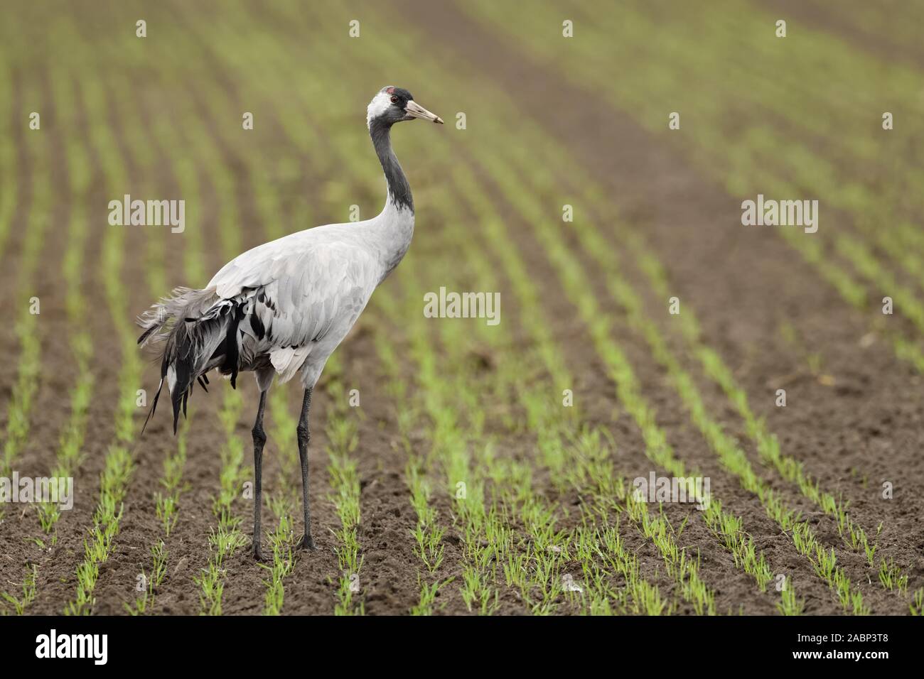 Grus gru common crane hi-res stock photography and images - Alamy