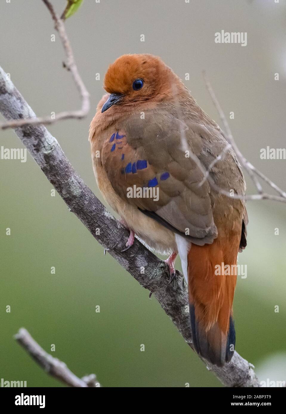 Endangered wildlife hi-res stock photography and images - Alamy