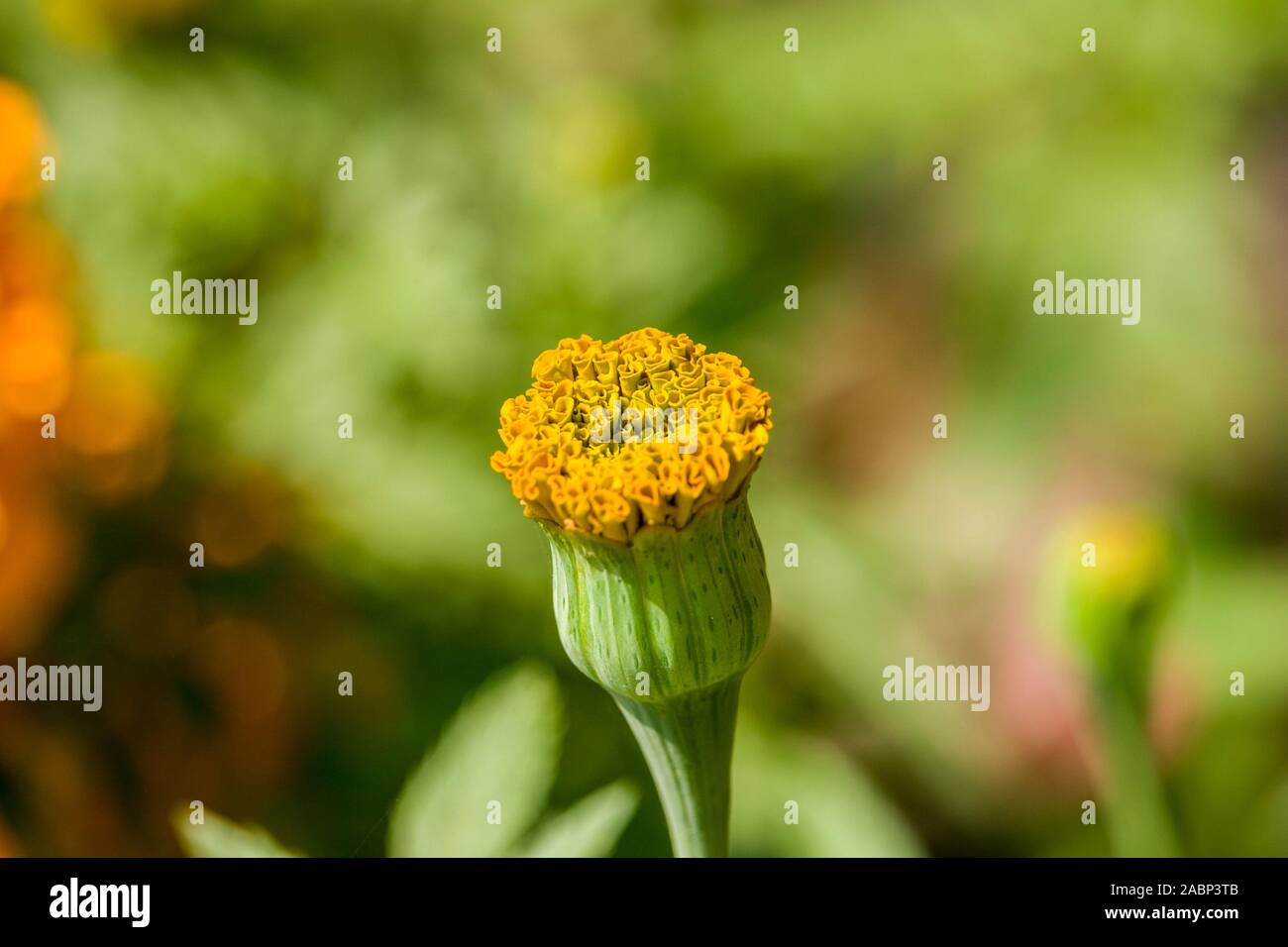 Marigold Flower Bud Stock Photo - Alamy