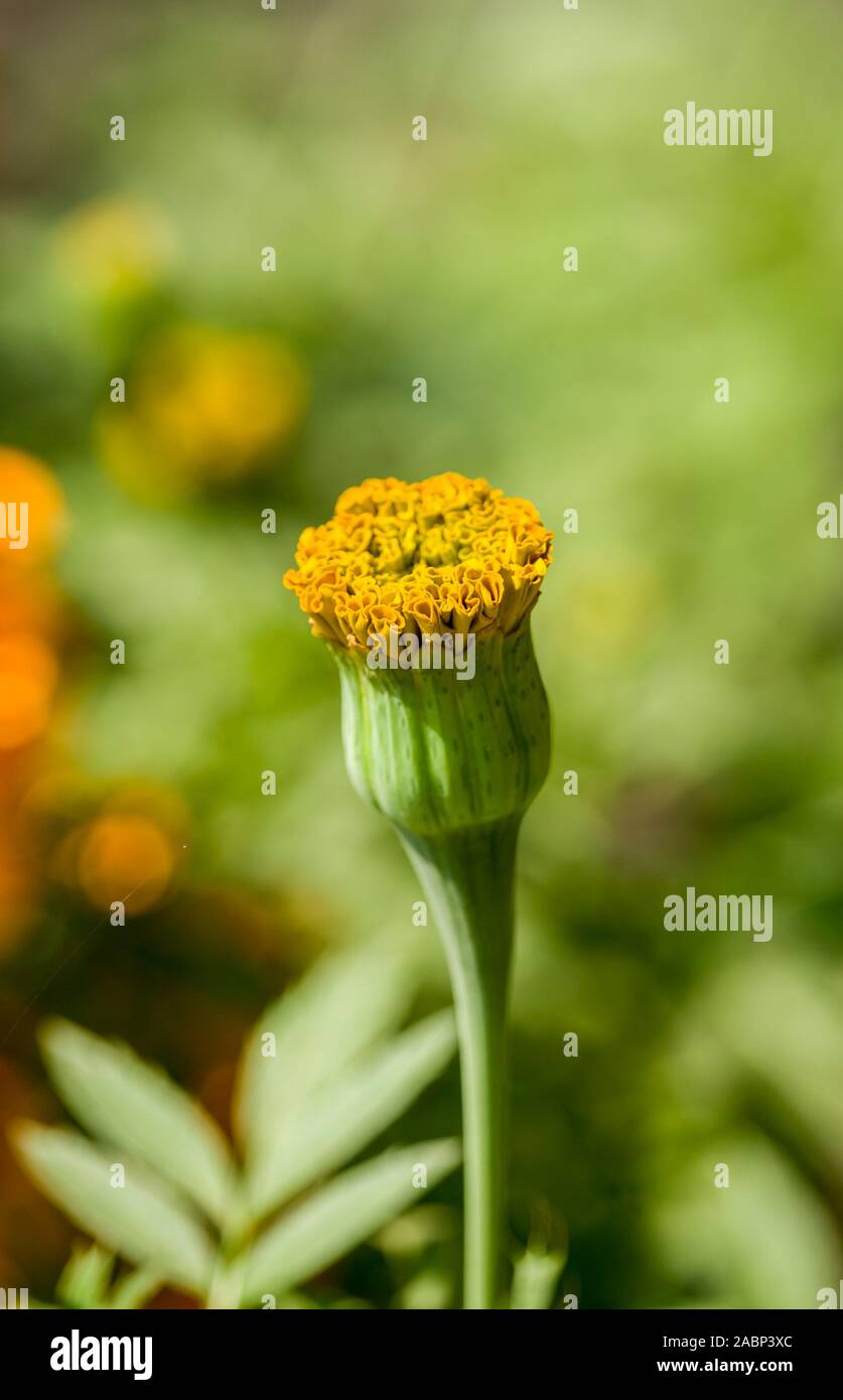 Marigold Flower Bud Stock Photo - Alamy