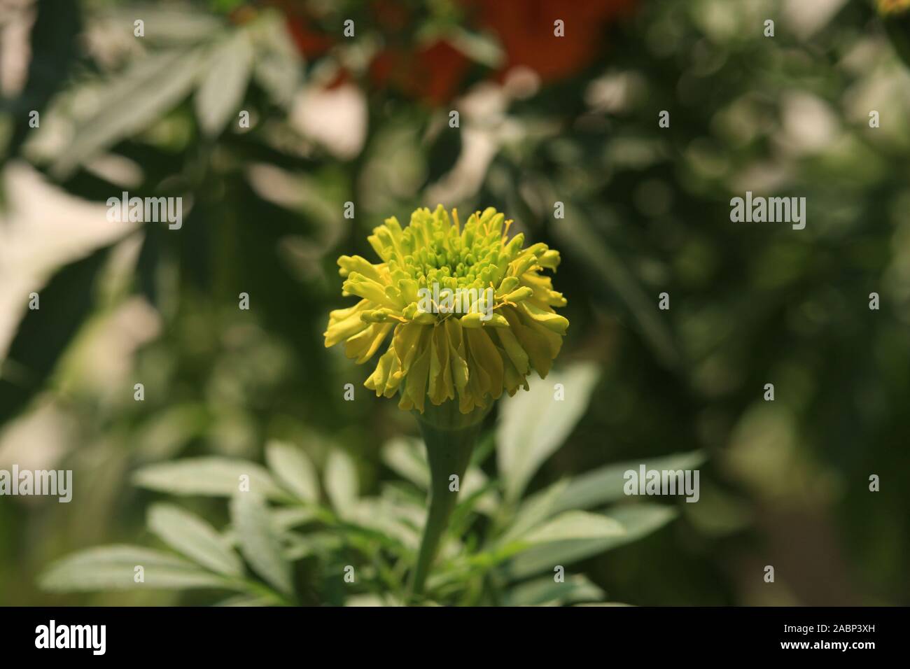 Marigold Flower Bud Stock Photo - Alamy