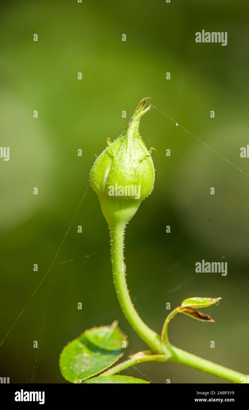 Garden rose bud hi-res stock photography and images - Alamy