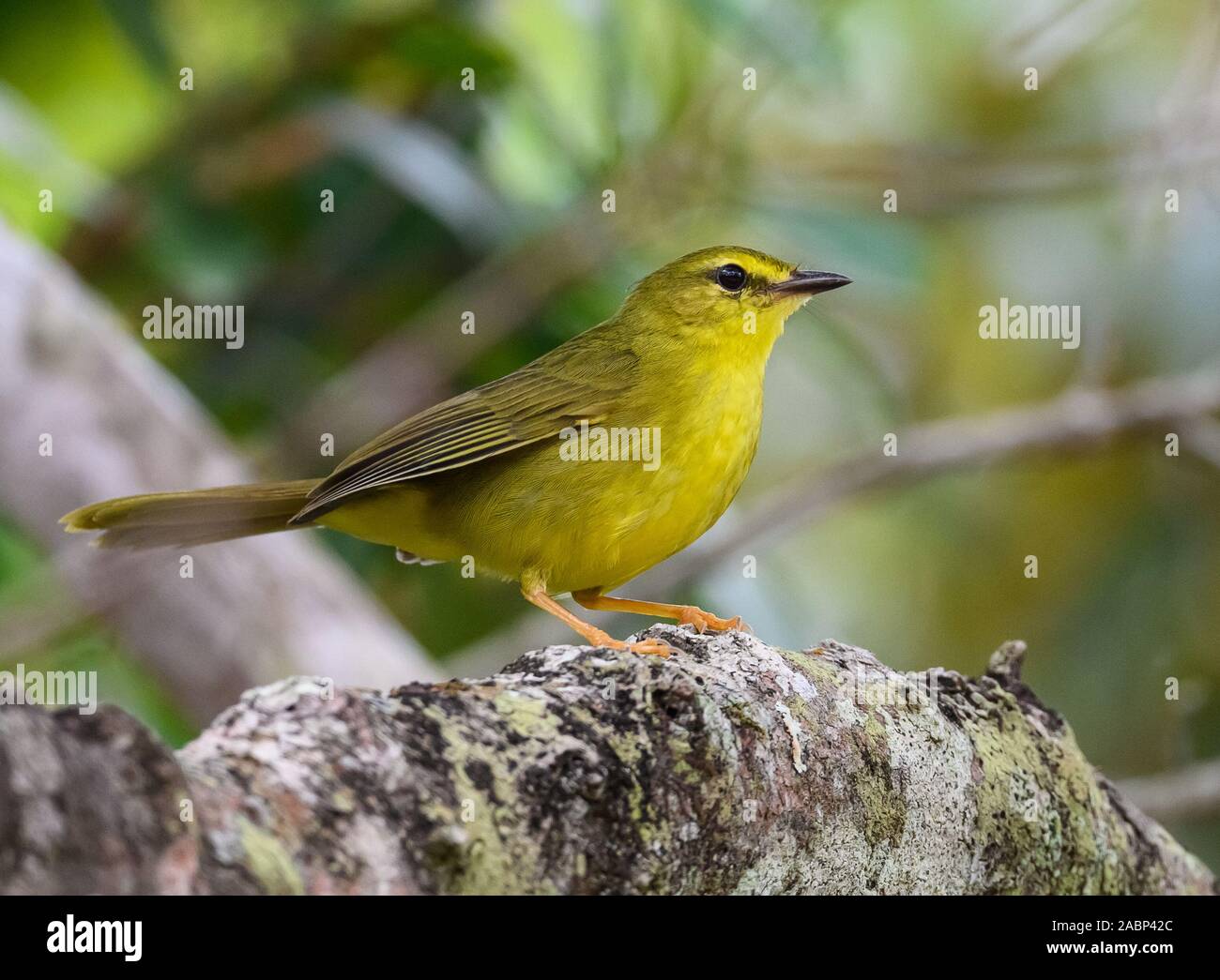 Flavescent warbler hi-res stock photography and images - Alamy