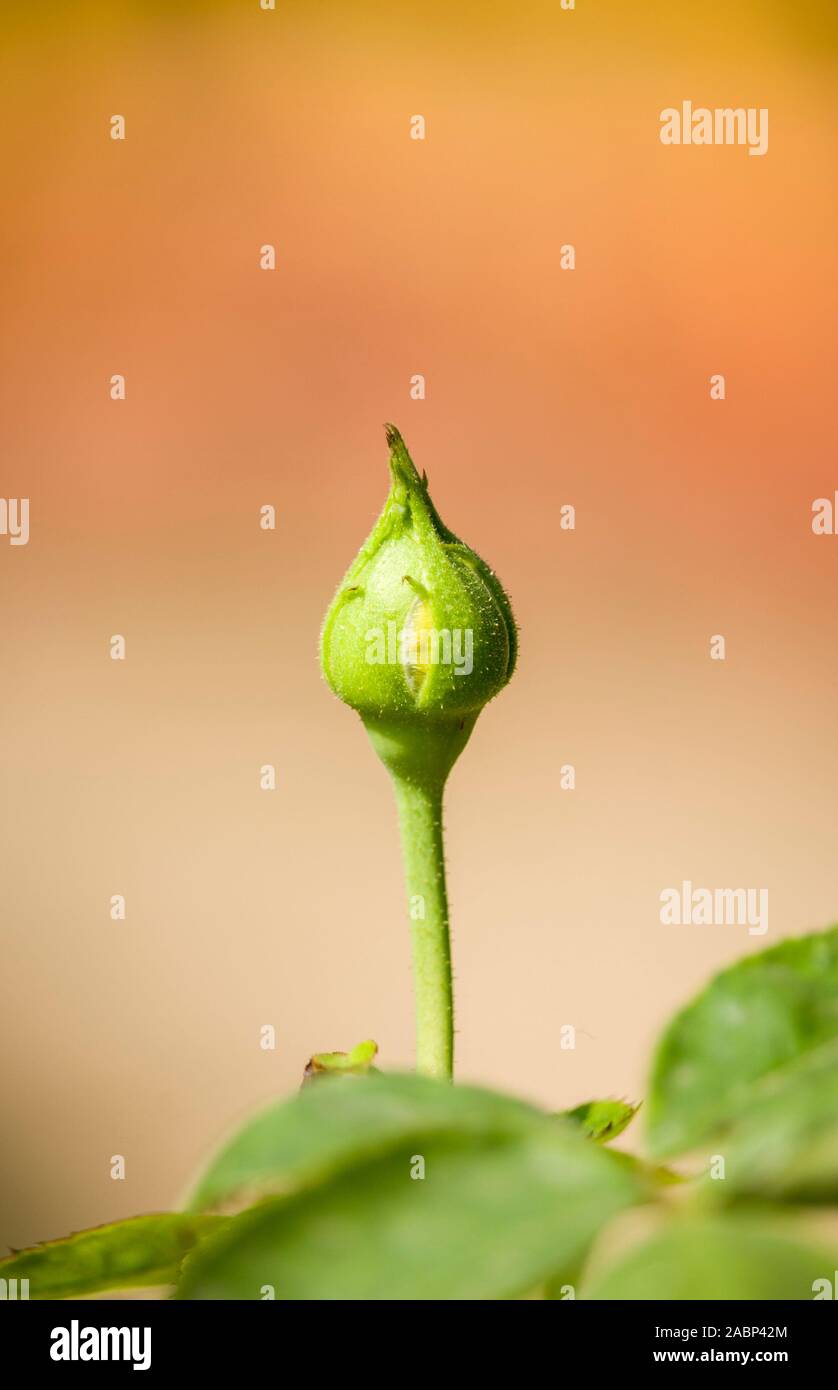 Garden rose bud hi-res stock photography and images - Alamy