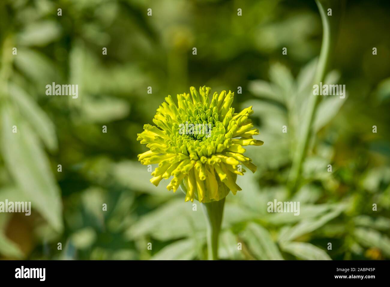 Marigold Flower Bud Stock Photo - Alamy