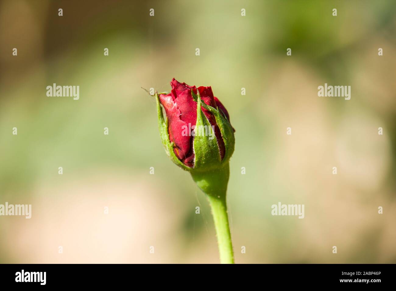 Garden rose bud hi-res stock photography and images - Alamy