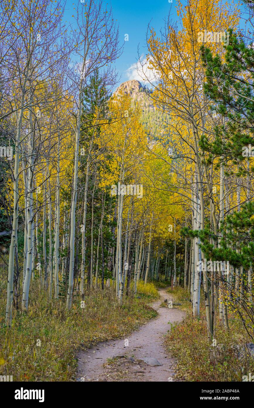 Aspen Leaves Changing Color In Golden Gate Canyon State Parkahppy Stock ...