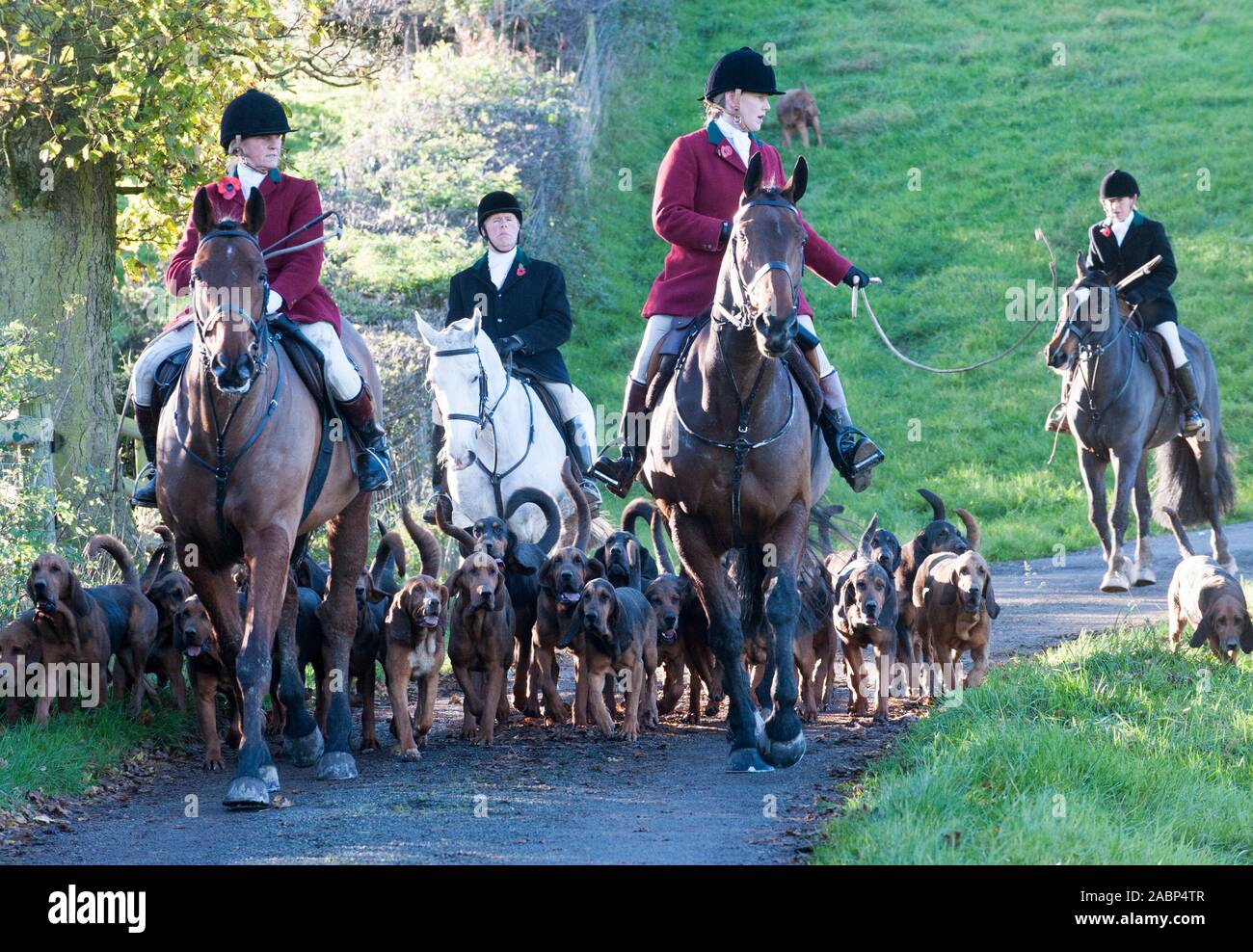 Bloodhounds hi-res stock photography and images - Alamy