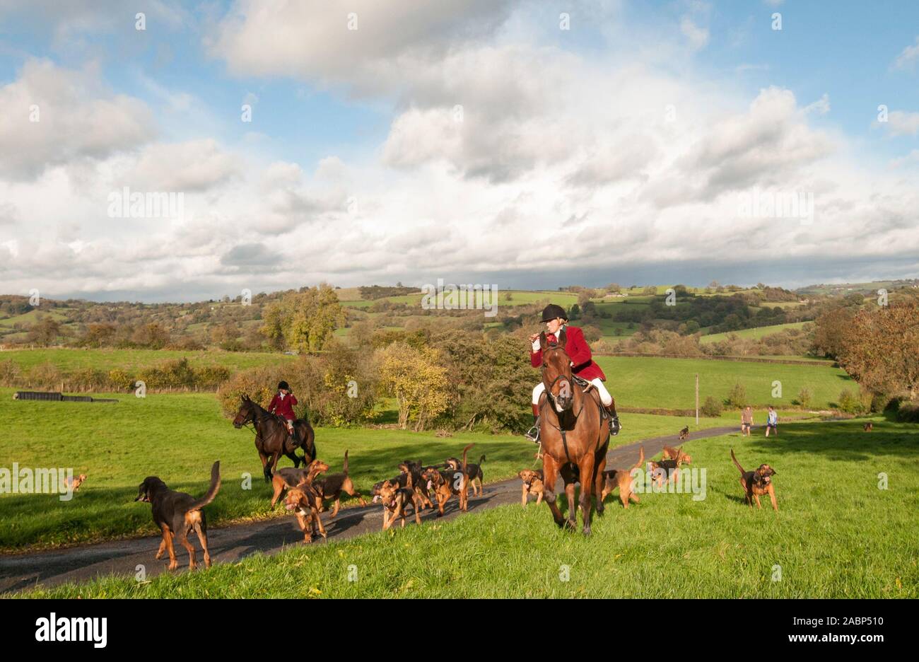 A 'Clean boot' hunt in Derbyshire where horses and hounds pursue the ...
