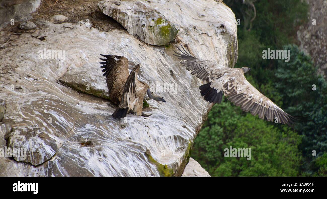 Birds of prey spreading their wings to fly from a rock, African ...
