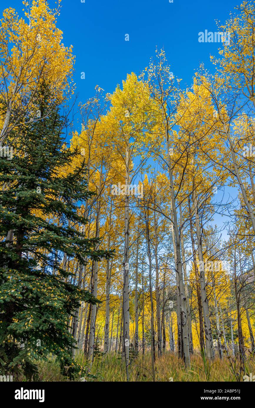 Aspen Leaves Changing Color In Golden Gate Canyon State Parkahppy Stock ...