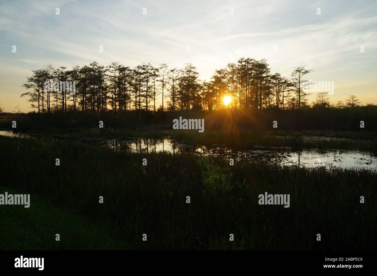 sun reflecting into the bayou in the marsh Stock Photo - Alamy