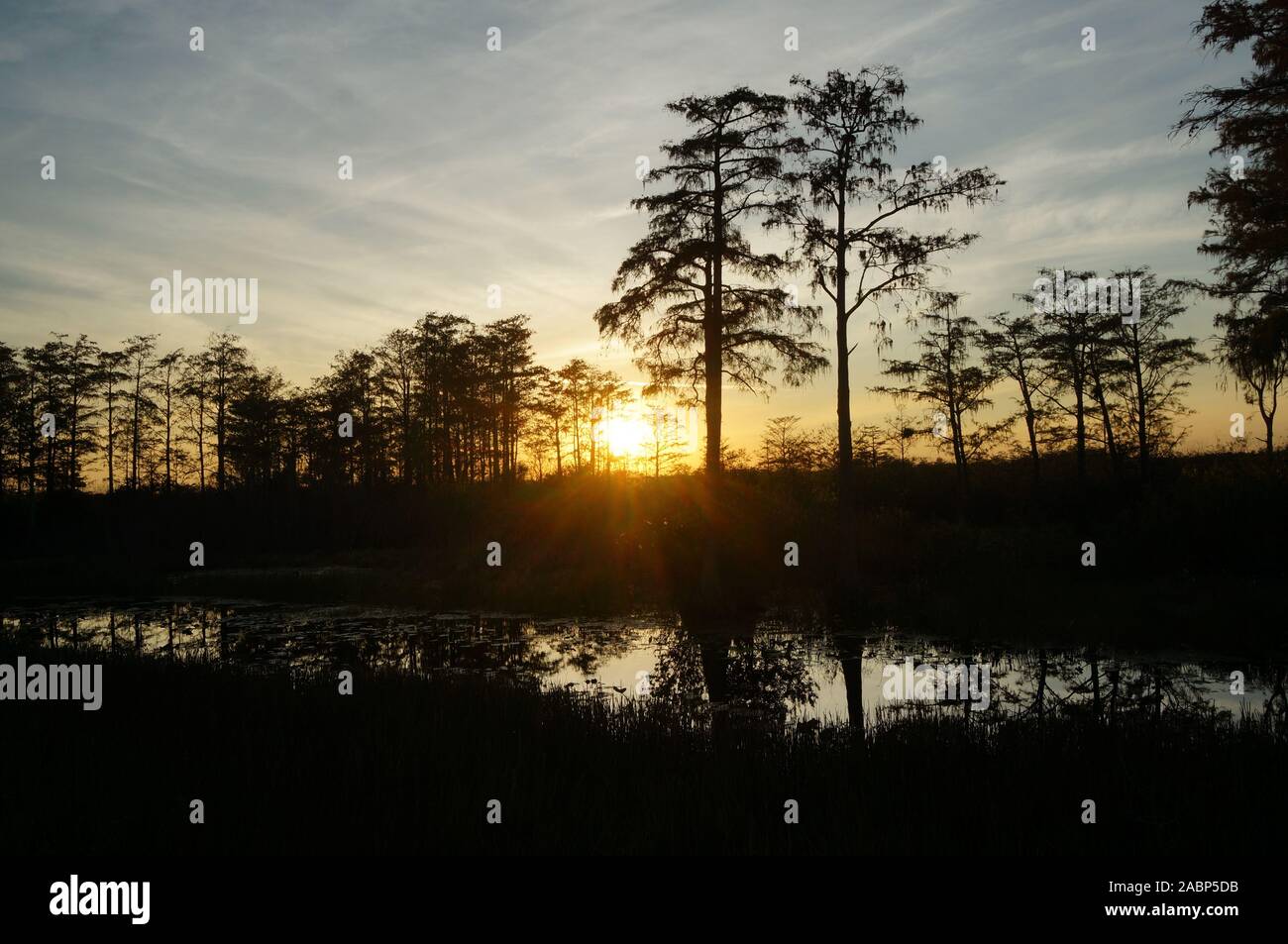 sun reflecting into the bayou in the marsh Stock Photo - Alamy