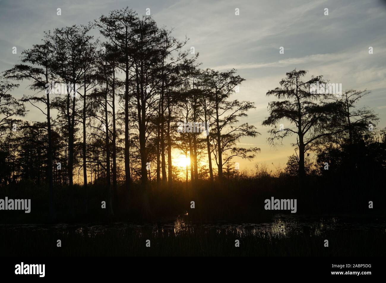 sun reflecting into the bayou in the marsh Stock Photo - Alamy