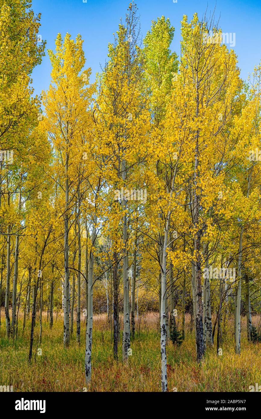 Aspen Leaves Changing Color In Golden Gate Canyon State Parkahppy Stock ...