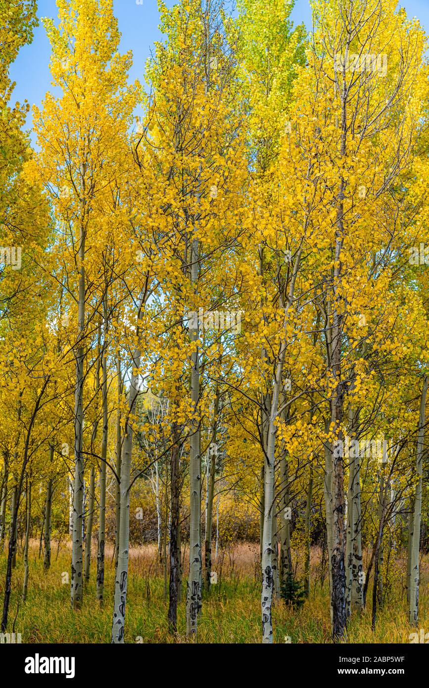 Aspen Leaves Changing Color In Golden Gate Canyon State Parkahppy Stock ...