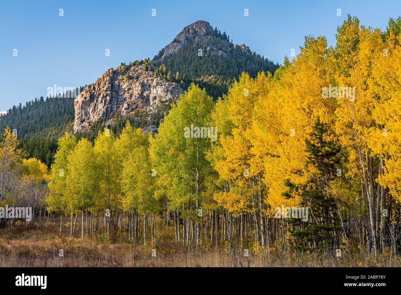 Aspen Leaves Changing Color In Golden Gate Canyon State Parkahppy Stock ...