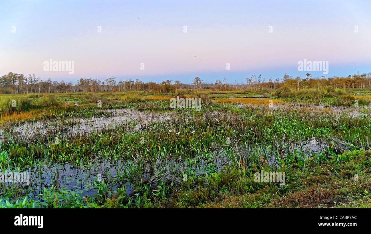Yellow changing leaves hi-res stock photography and images - Alamy