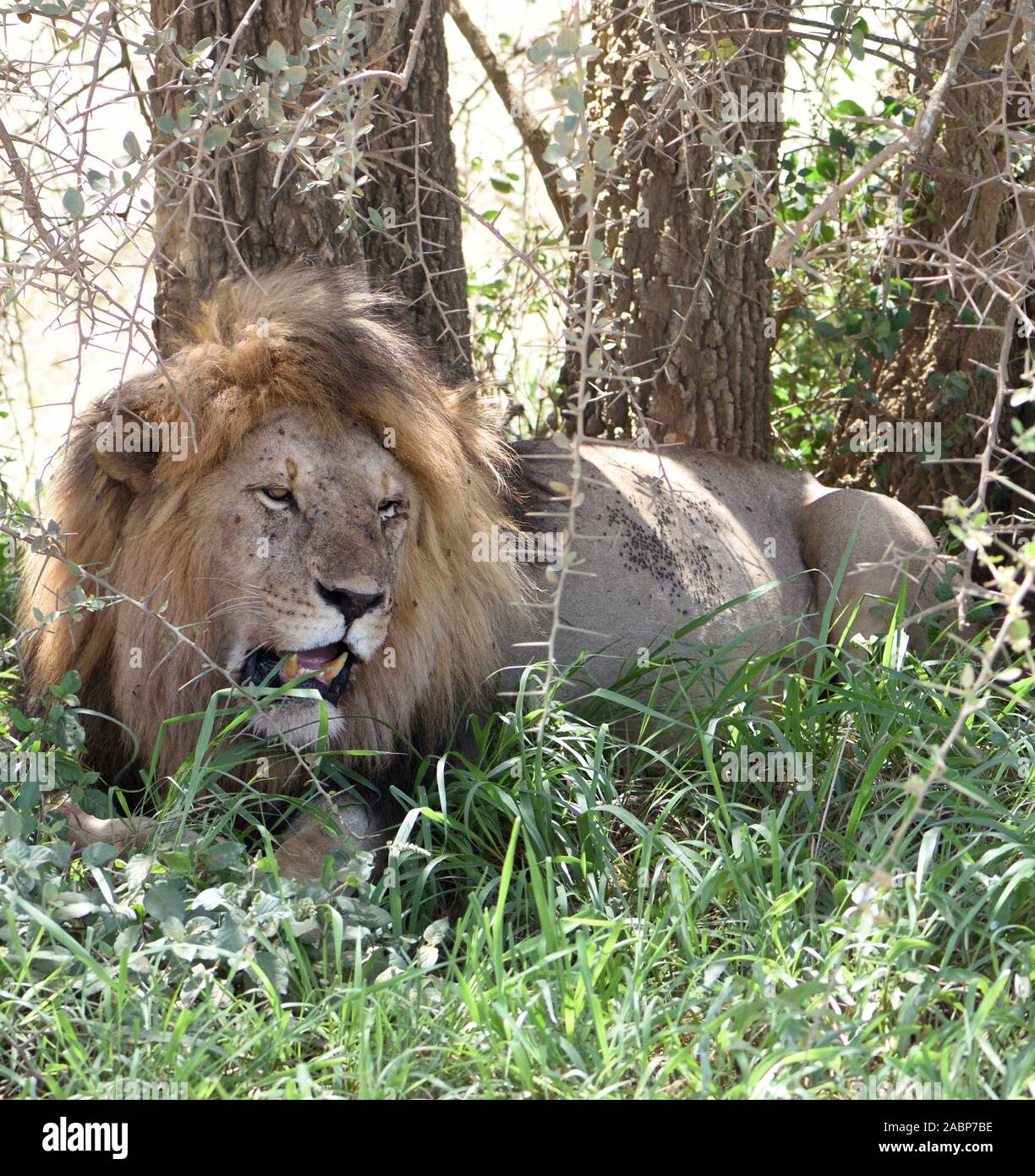 Lion with full stomach hi-res stock photography and images - Alamy