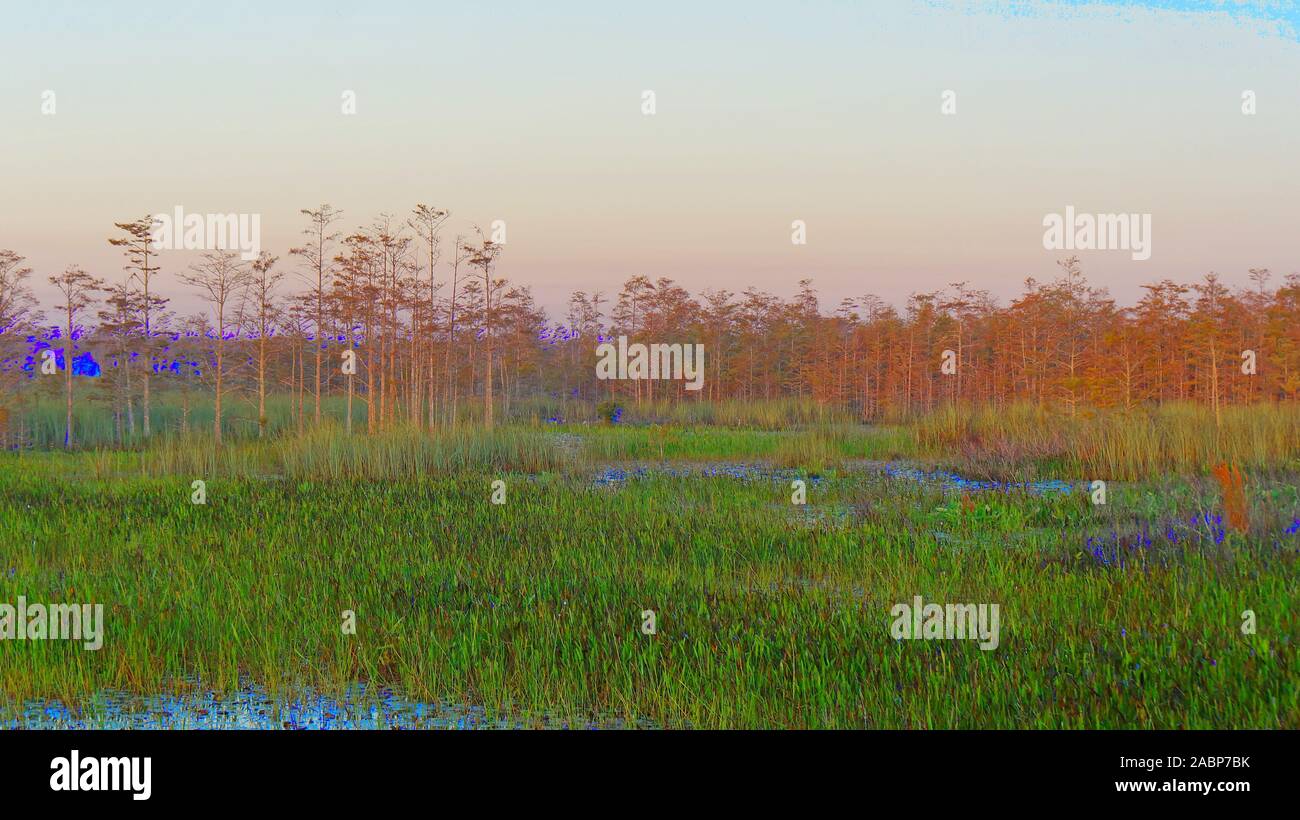 Orange and yellow changing leaves in swamp landscape Stock Photo - Alamy