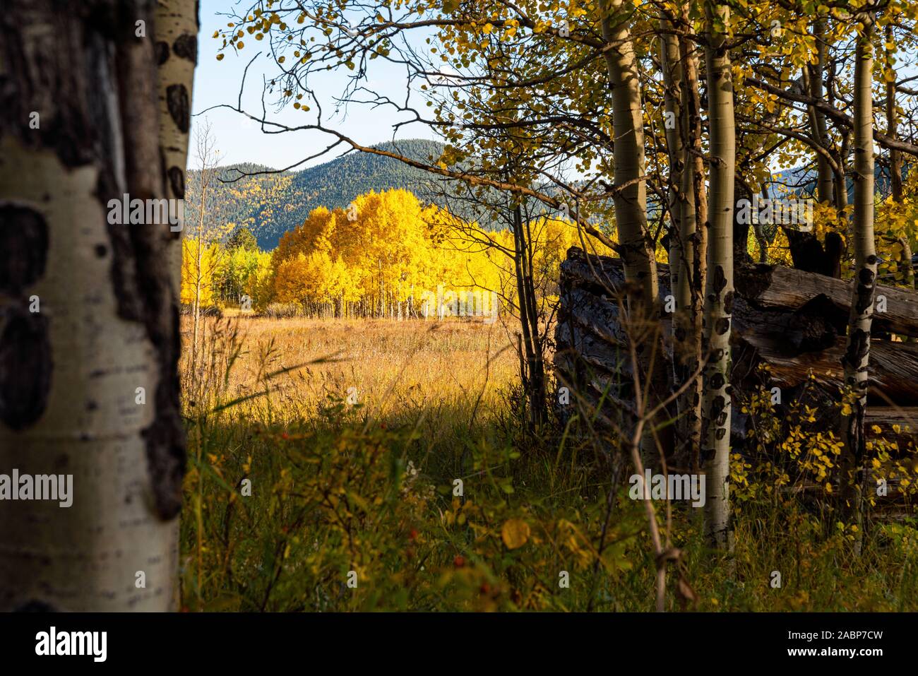 Aspen Leaves Changing Color In Golden Gate Canyon State Parkahppy Stock ...