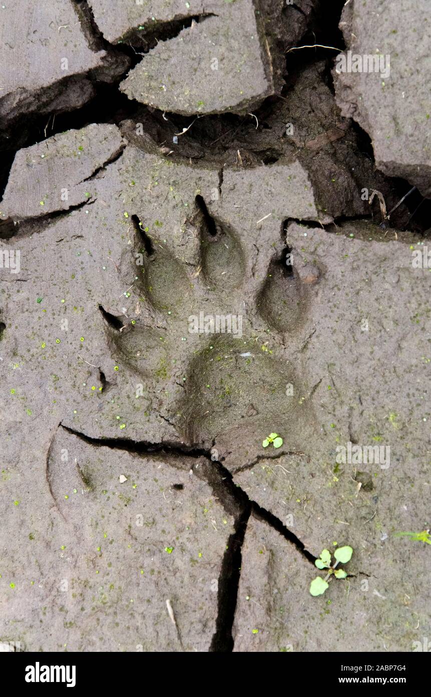 Soil detail: dog paw print in cracked mud Stock Photo - Alamy