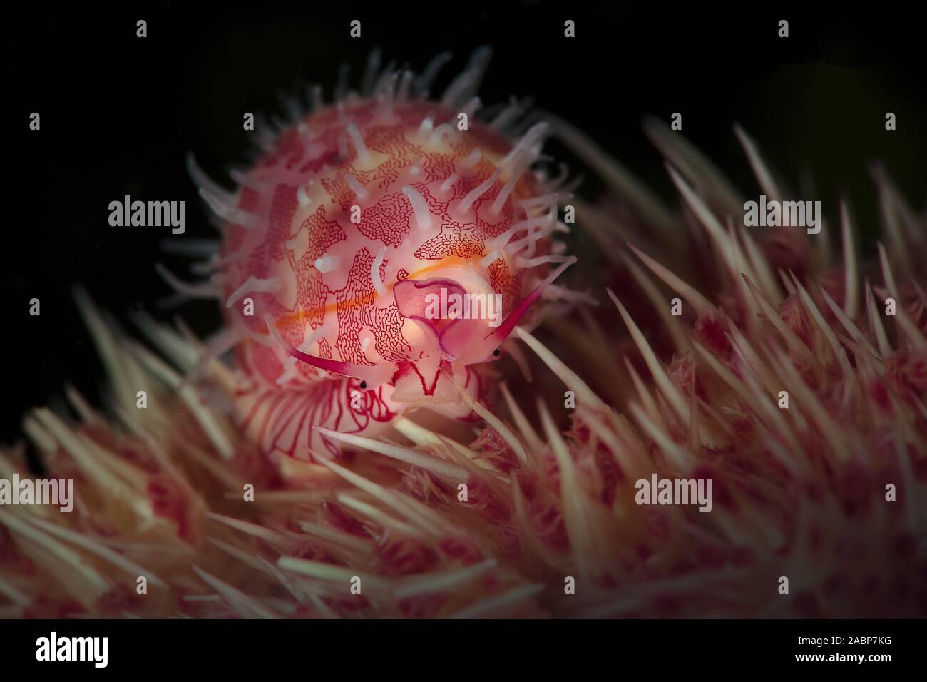 Sea snail Diminovula culmen. Underwater macro photography from Romblon ...