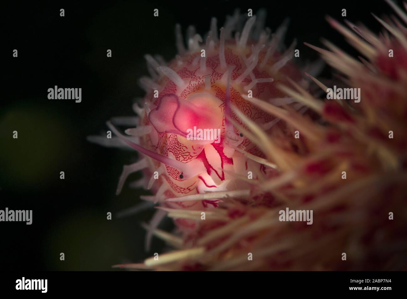 Sea snail Diminovula culmen. Underwater macro photography from Romblon ...