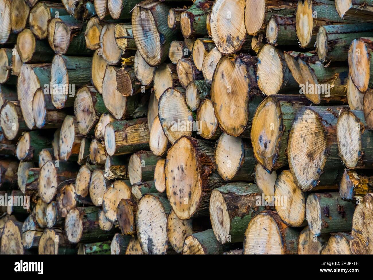 accumulated fire wood, Deforestation of the forest, tree trunk pattern ...