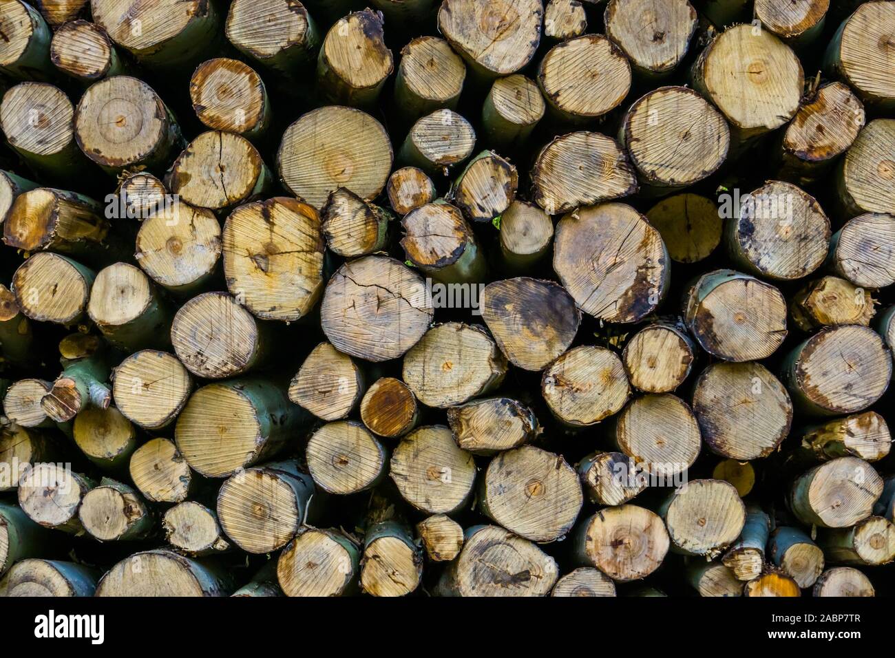 pattern of wood logs, cut tree trunks background, piled fire wood in ...