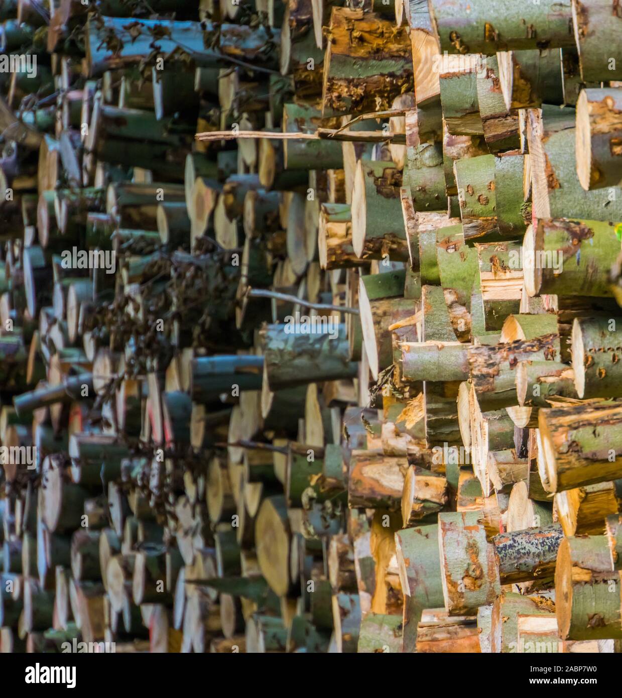 accumulated tree logs, big pile of cut tree trunks, pattern of lumbered ...