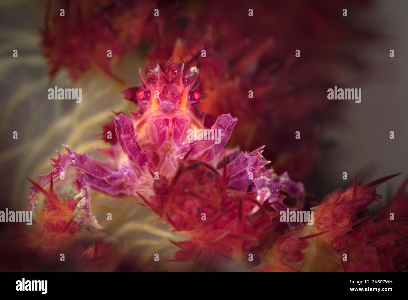 Candy Crab (Hoplophrys oatesi). Underwater macro photography from ...