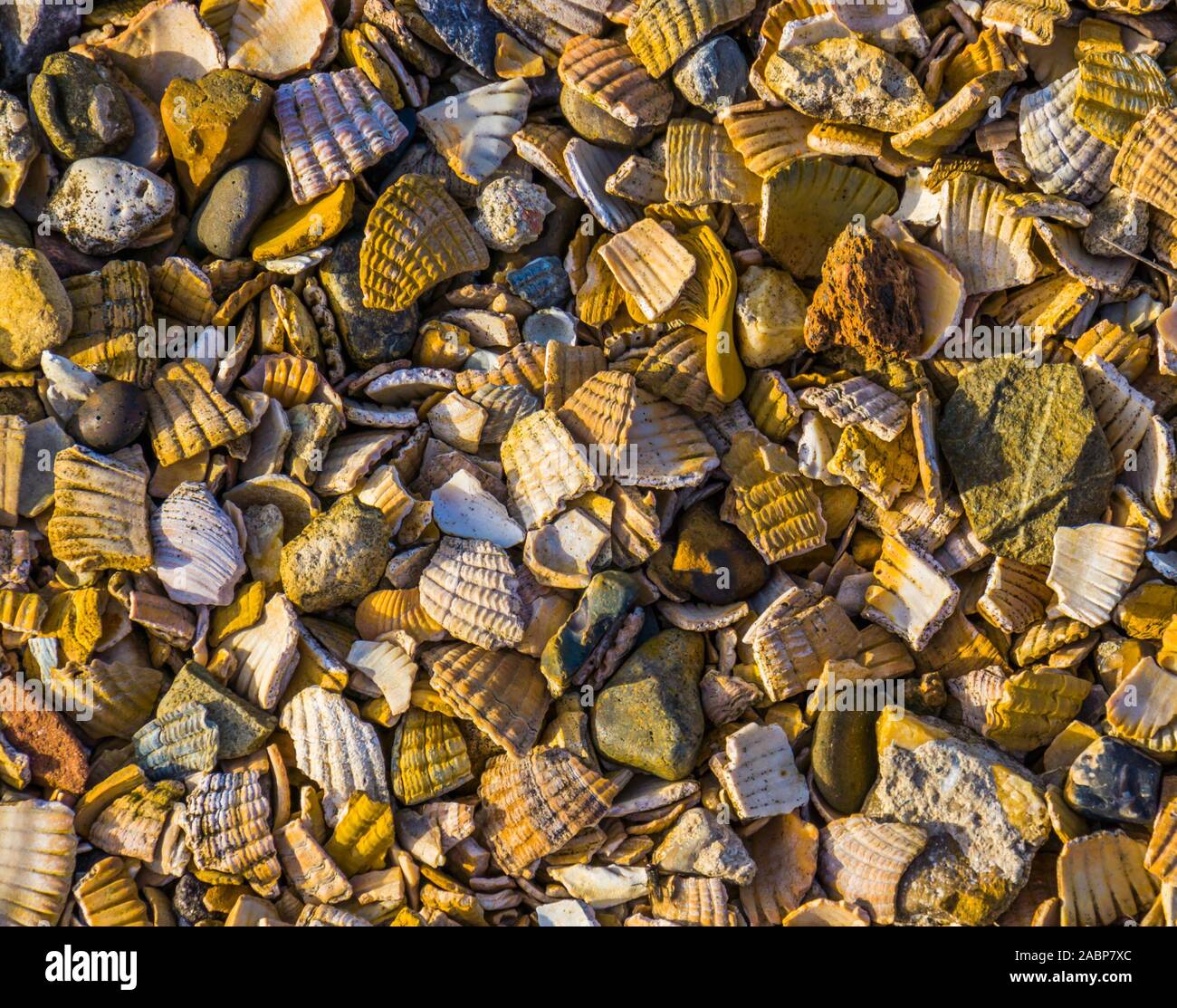 pattern of crushed seashells and rocks, decorative covering material ...