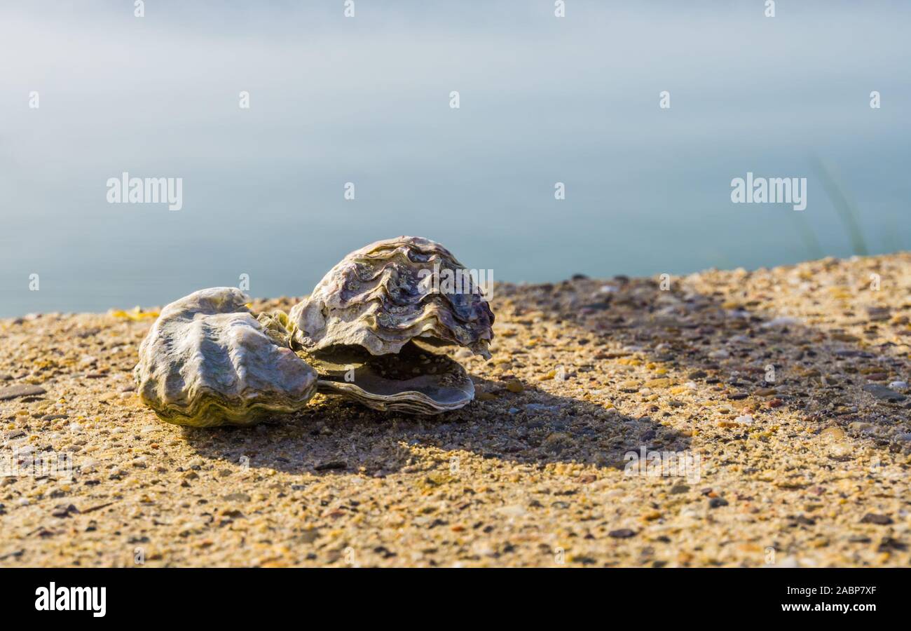 Coastal scallops oysters hi-res stock photography and images - Alamy