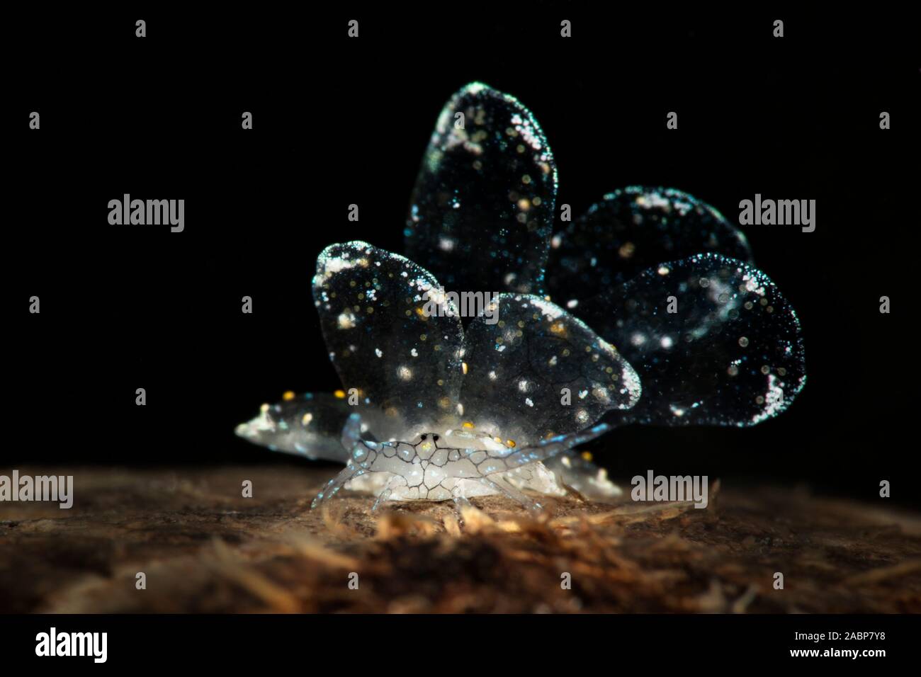 Dark-Net Butterfly Slug Cyerce sp. 4, NSSI2. Underwater macro ...