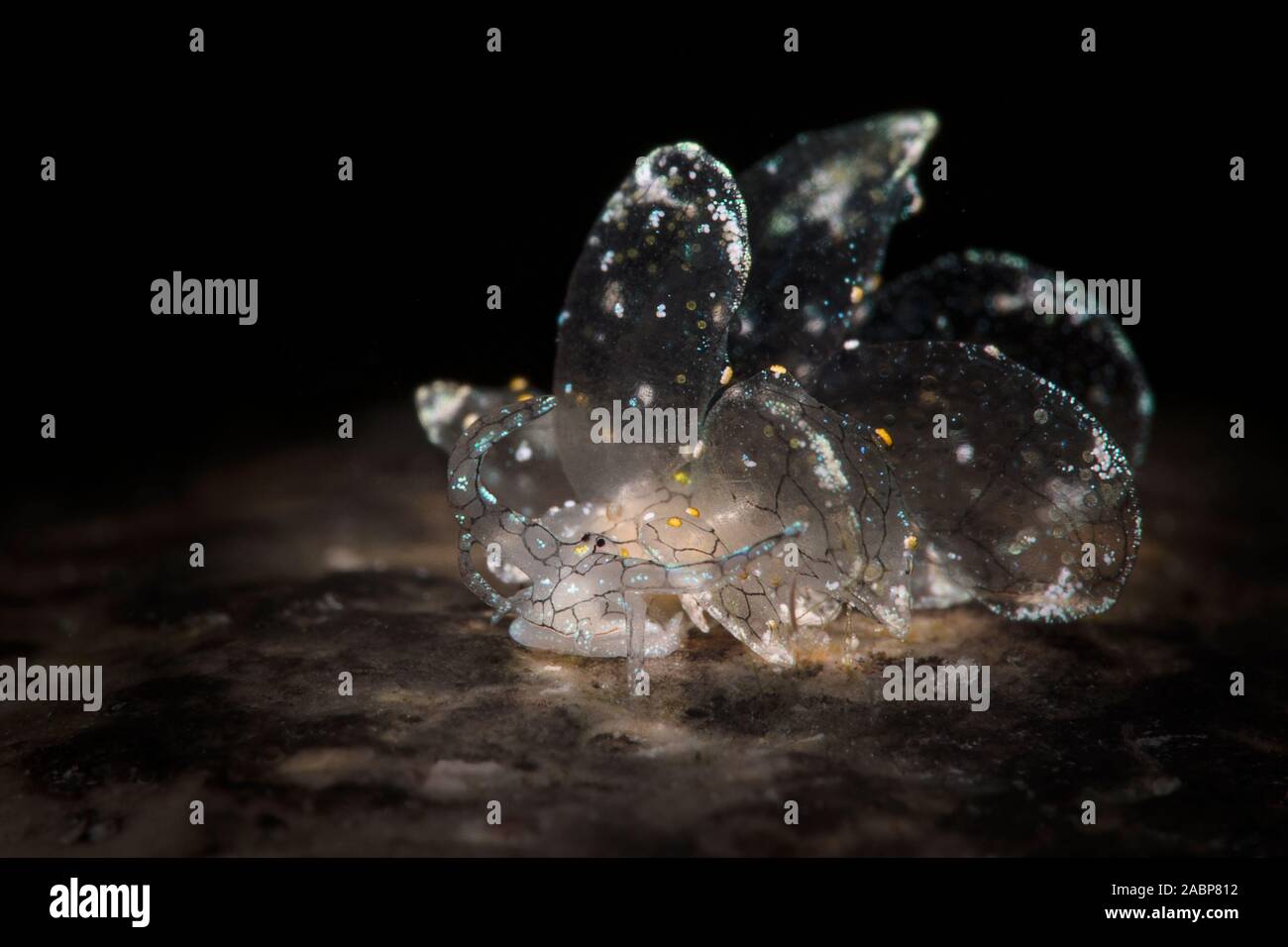 Butterfly nudibranch hi-res stock photography and images - Alamy