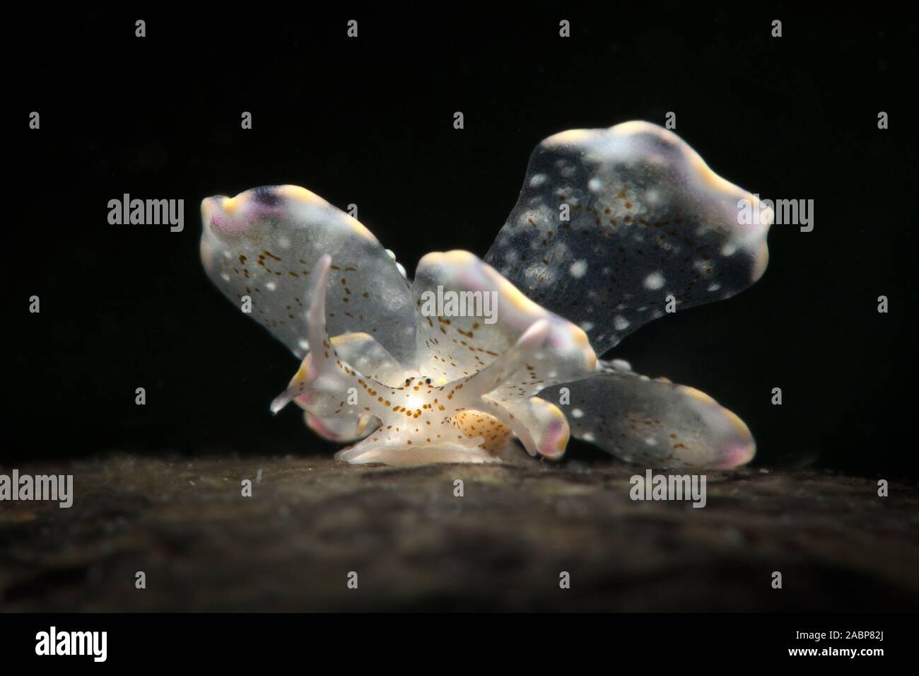 Nudibranch Cyerce bourbonica. Underwater macro photography from Romblon ...