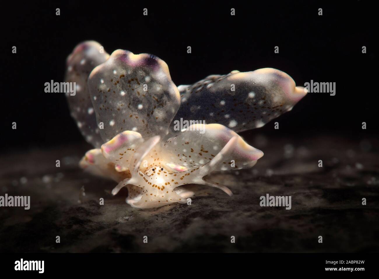 Nudibranch Cyerce bourbonica. Underwater macro photography from Romblon ...
