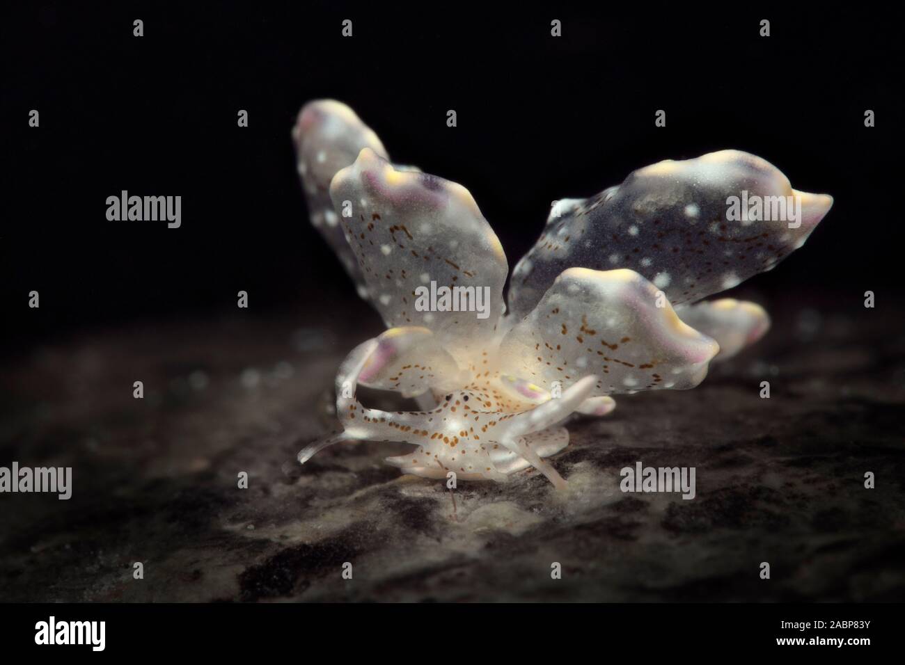 Nudibranch Cyerce bourbonica. Underwater macro photography from Romblon ...