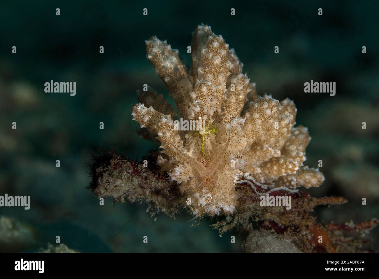 Nudibranch Phyllodesmium koehleri. Underwater macro photography from ...