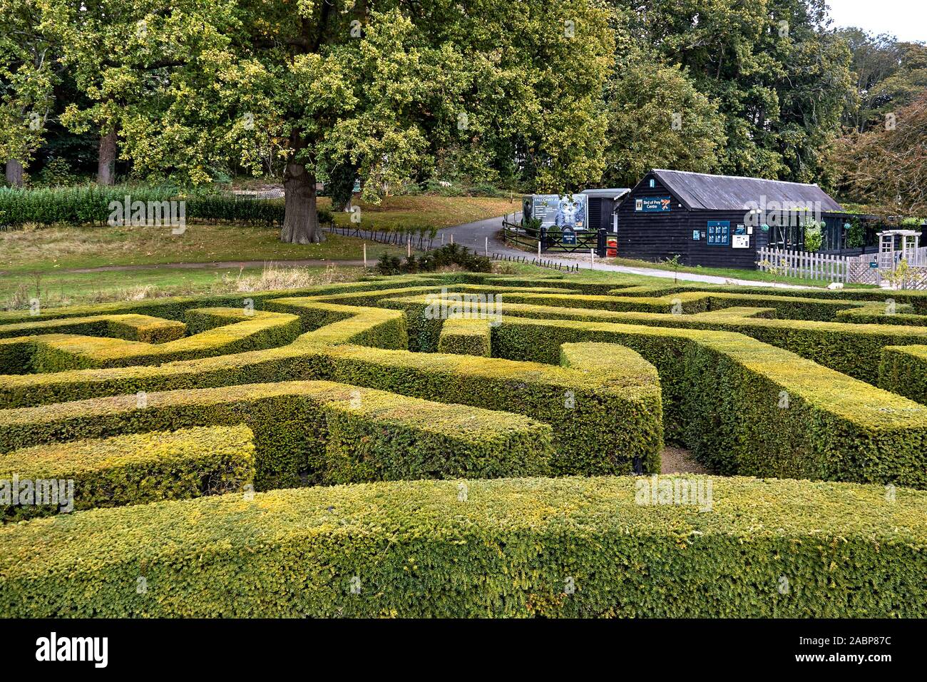 Kent, United Kingdom - October 09, 2019. Intricate hedge maze with a ...