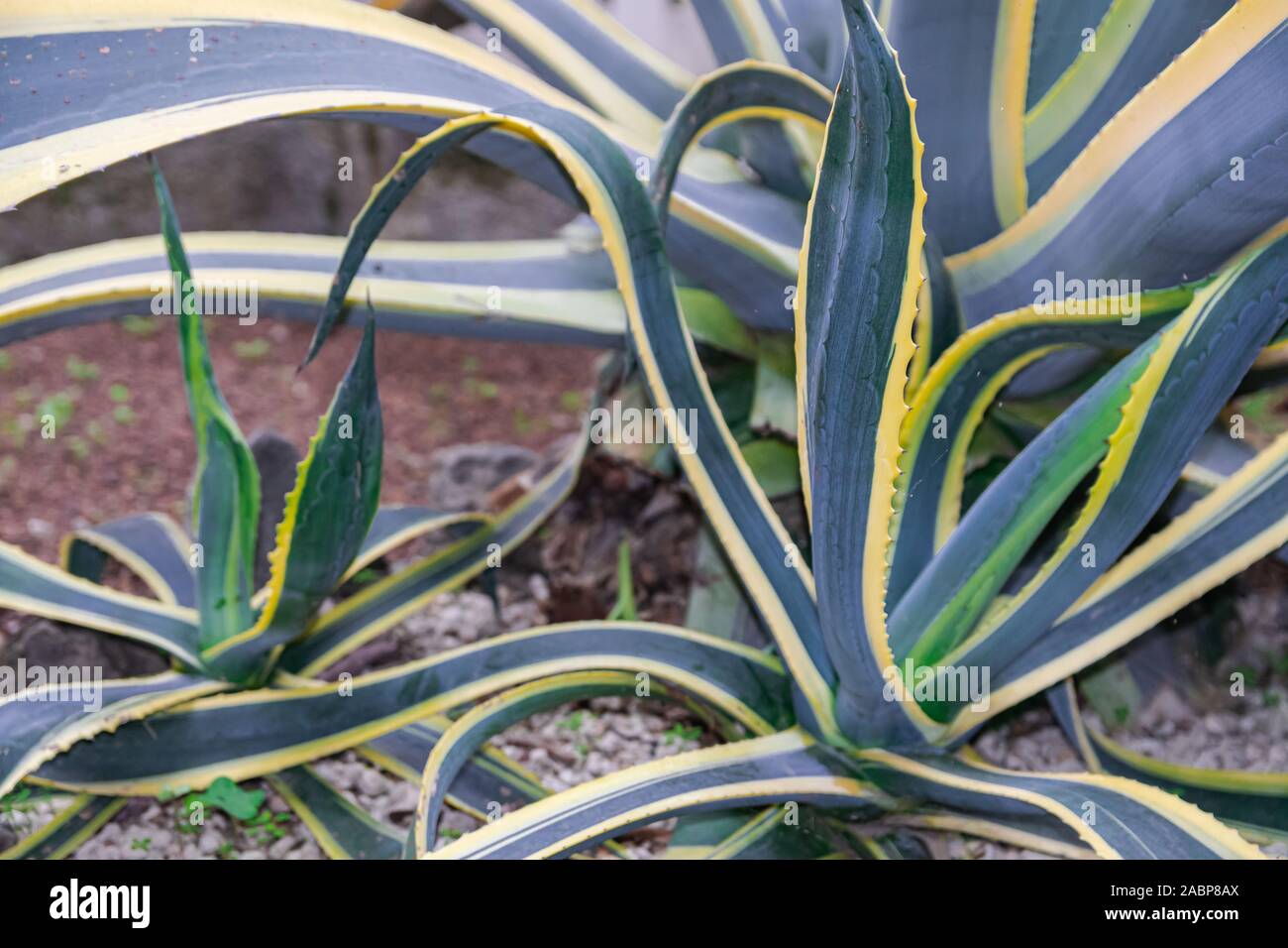 American aloe, Agave americana marginata, close view Stock Photo - Alamy