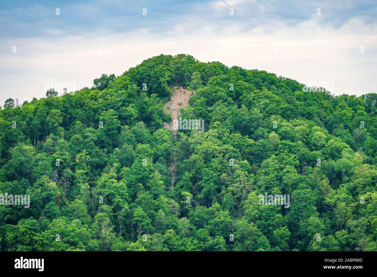 Cliff in dense green forest. Spring colors in the mountain forest ...