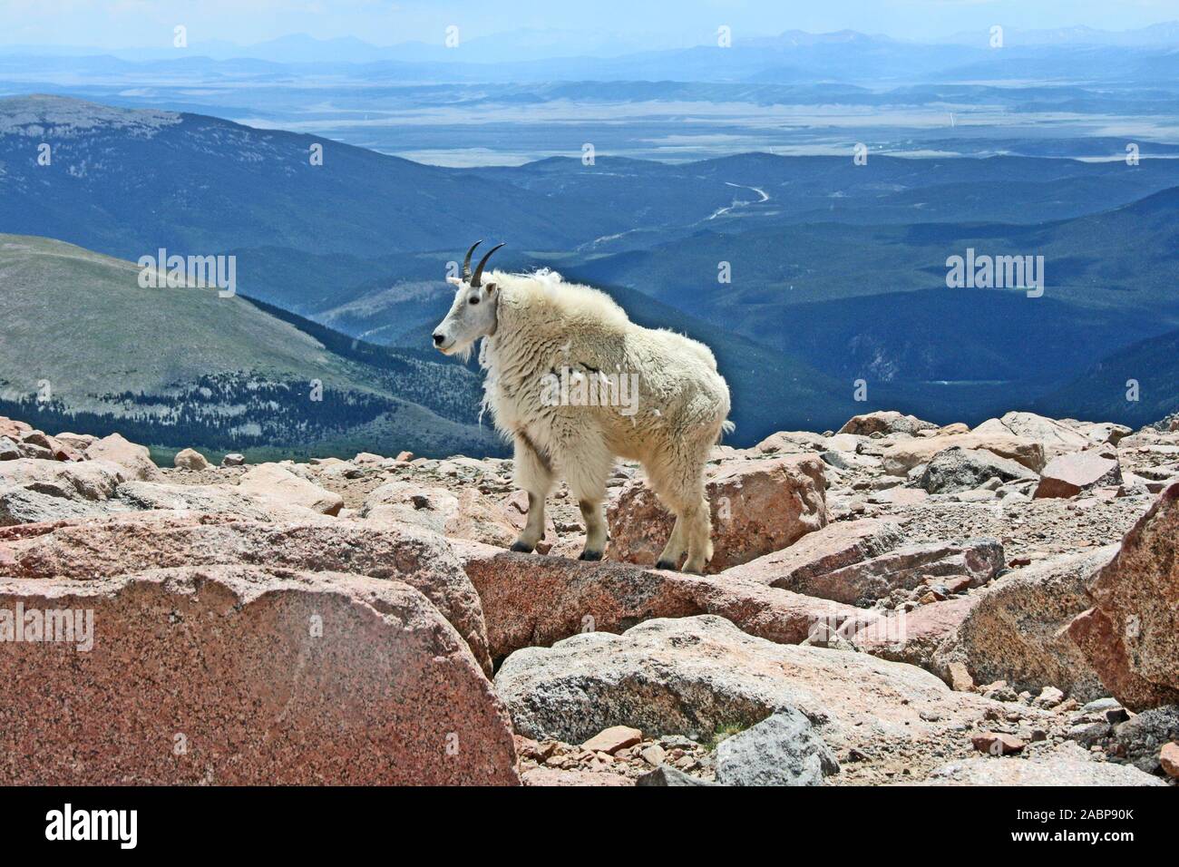 Goat colorado hi-res stock photography and images - Alamy