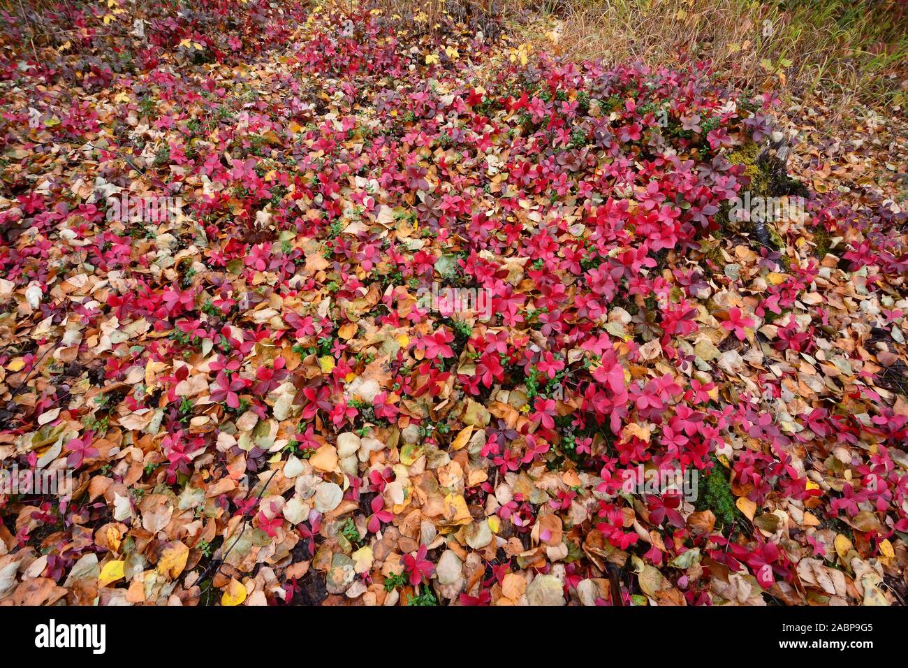 Forest floor with carpet of leaves hi-res stock photography and images ...