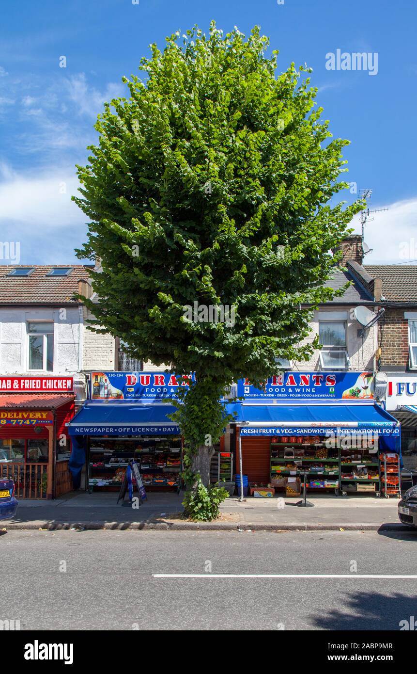 Common Lime (Tilia x europaea) street tree, outside a row of local ...