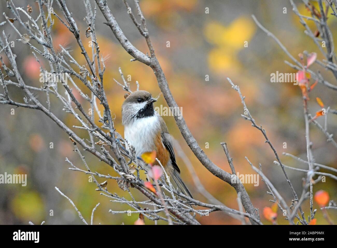 Chickadee in bush hi-res stock photography and images - Alamy