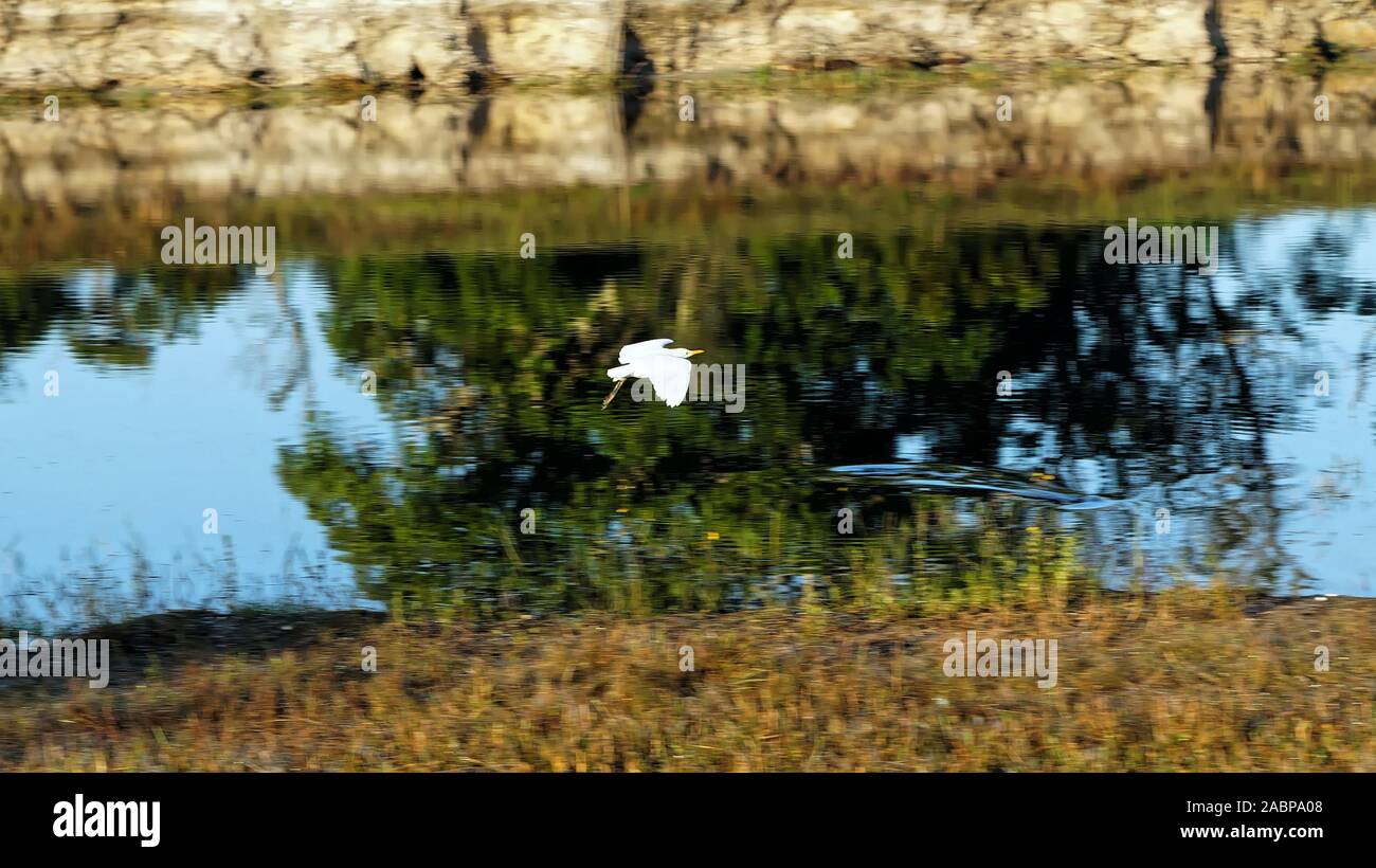 white swamp bird in Florida autumn marsh Stock Photo - Alamy